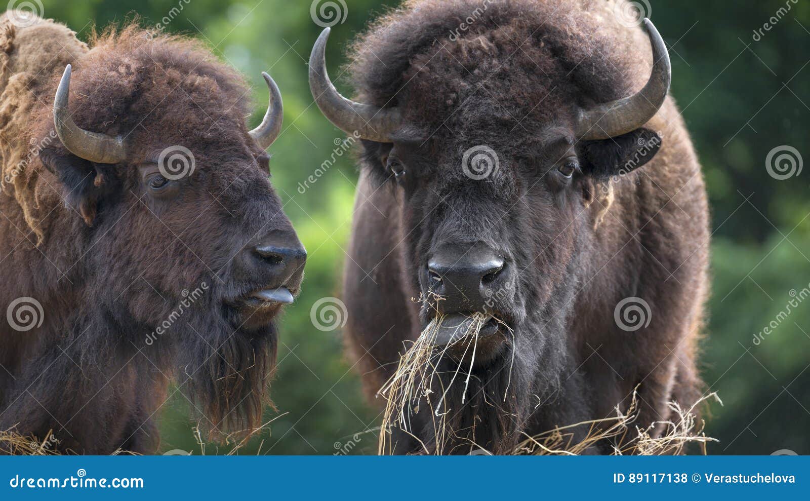 European bison - bulls stock photo. Image of national - 89117138