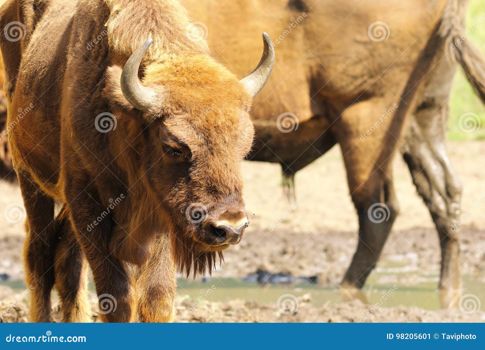 European bison close up stock image. Image of bull, mammal - 98205601