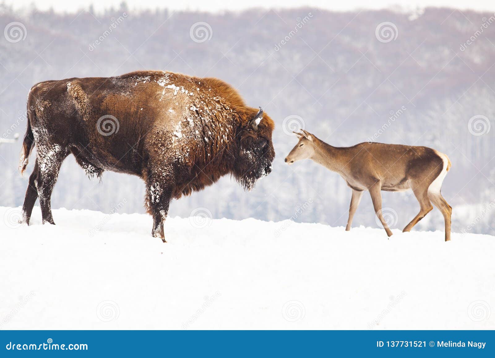 European Bison and Deer in Winter Stock Image - Image of horned ...