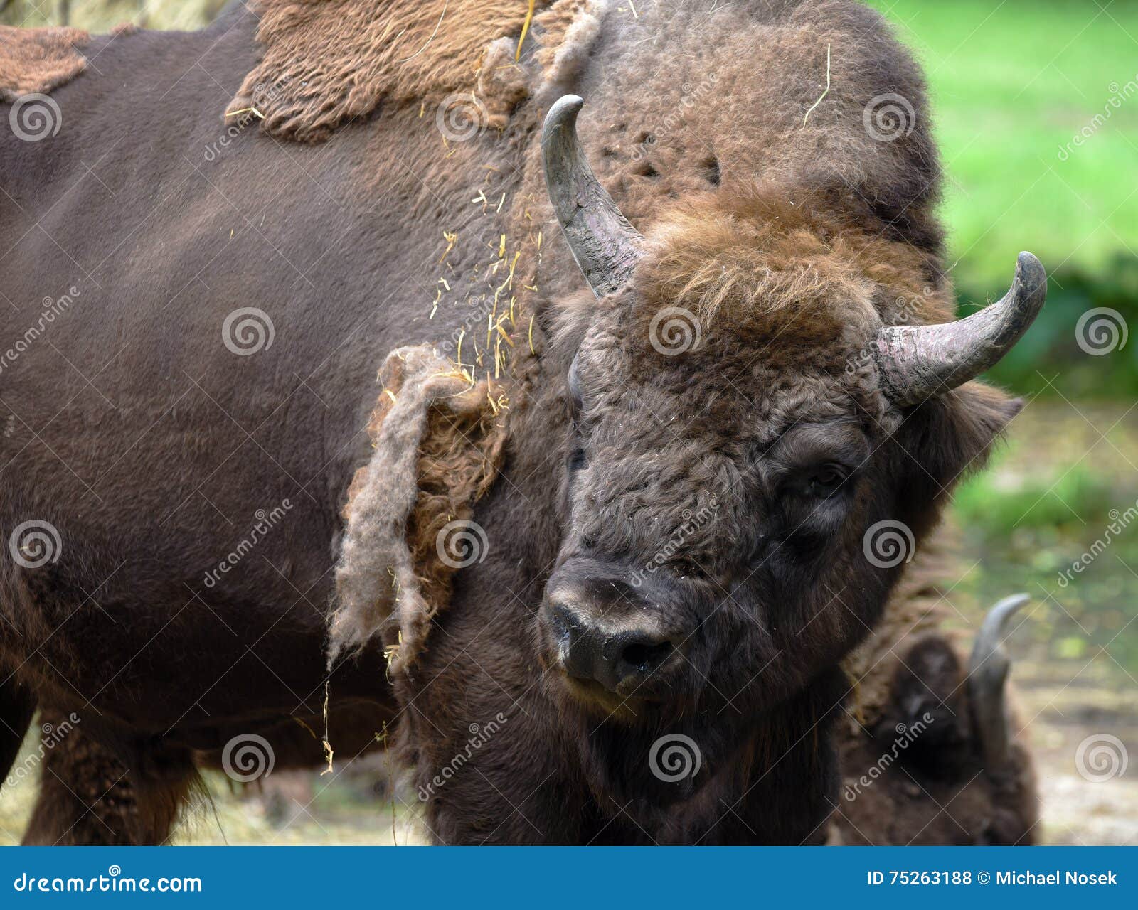 European Bison Detail of Head Stock Photo - Image of fauna, strength ...