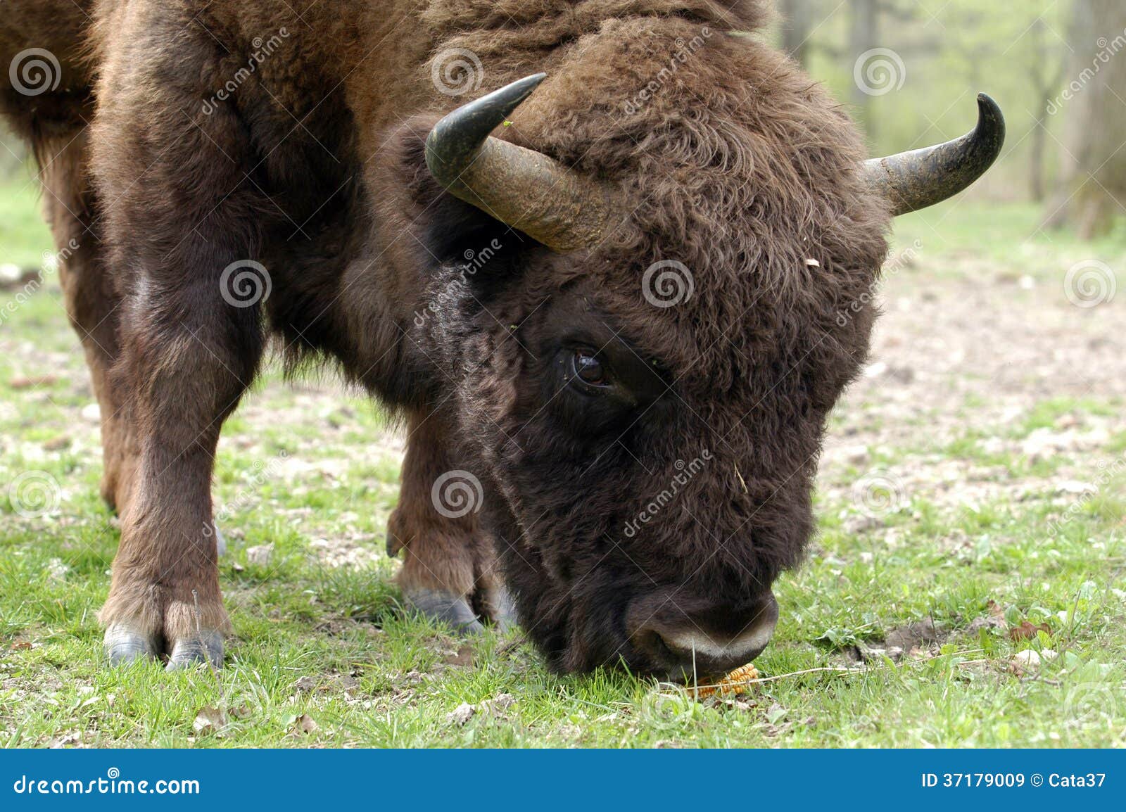 European bison stock image. Image of wildlife, zimbru - 37179009