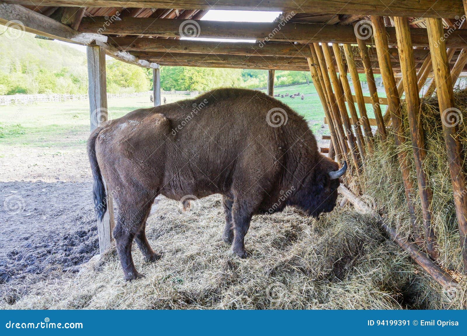 European bison feeding stock image. Image of preservation - 94199391