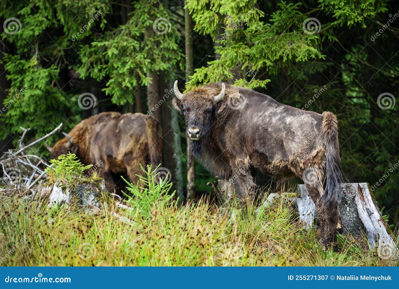 European Bison in the Forest. Wisent Stock Image - Image of summer ...