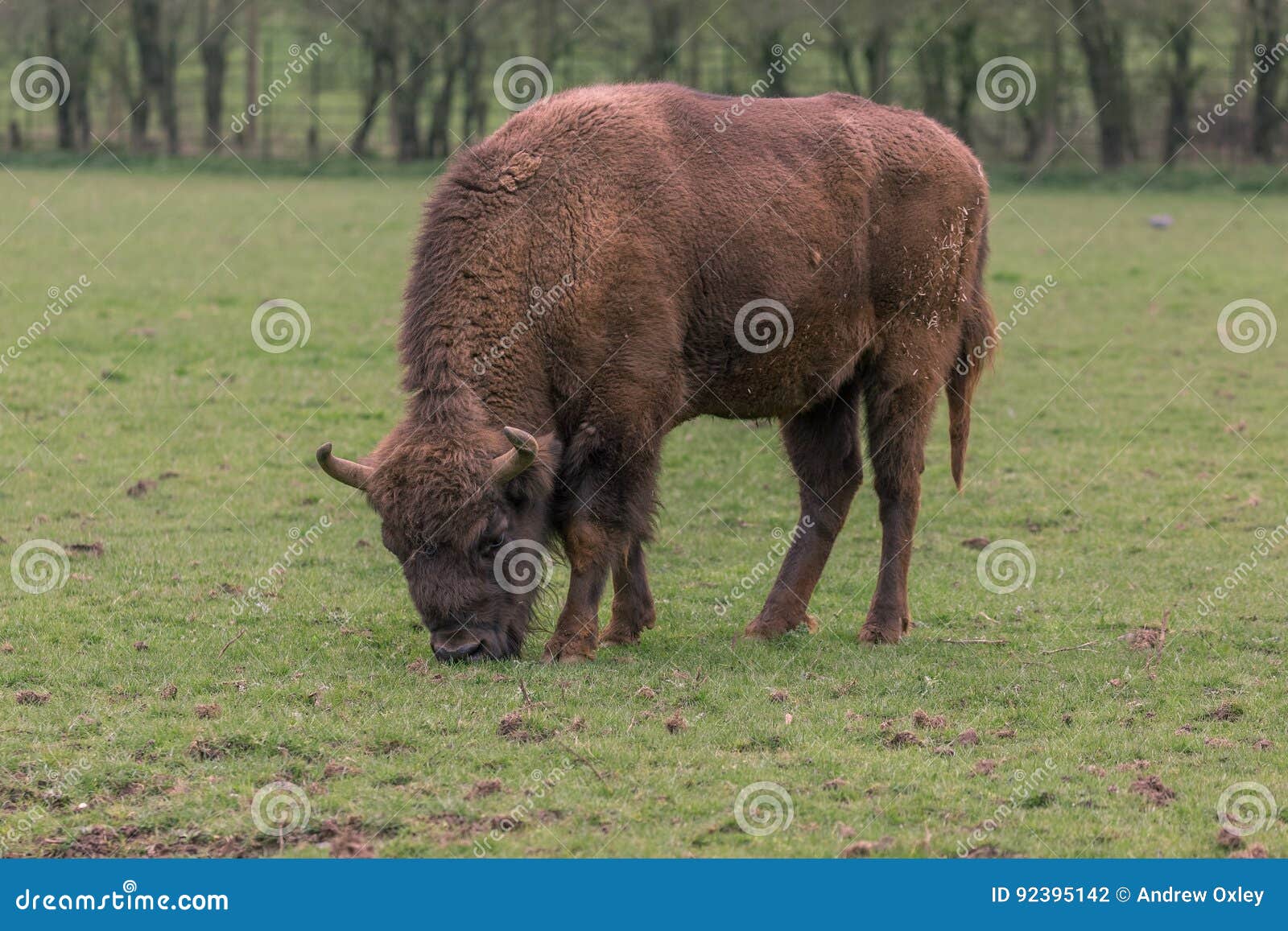 European Bison stock photo. Image of european, buffalo - 92395142