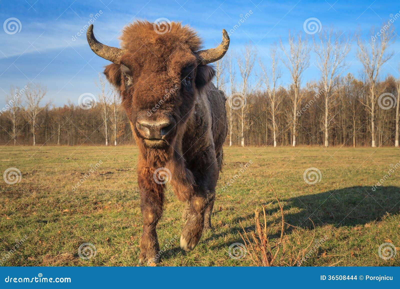 European bison stock photo. Image of wood, park, wild - 36508444
