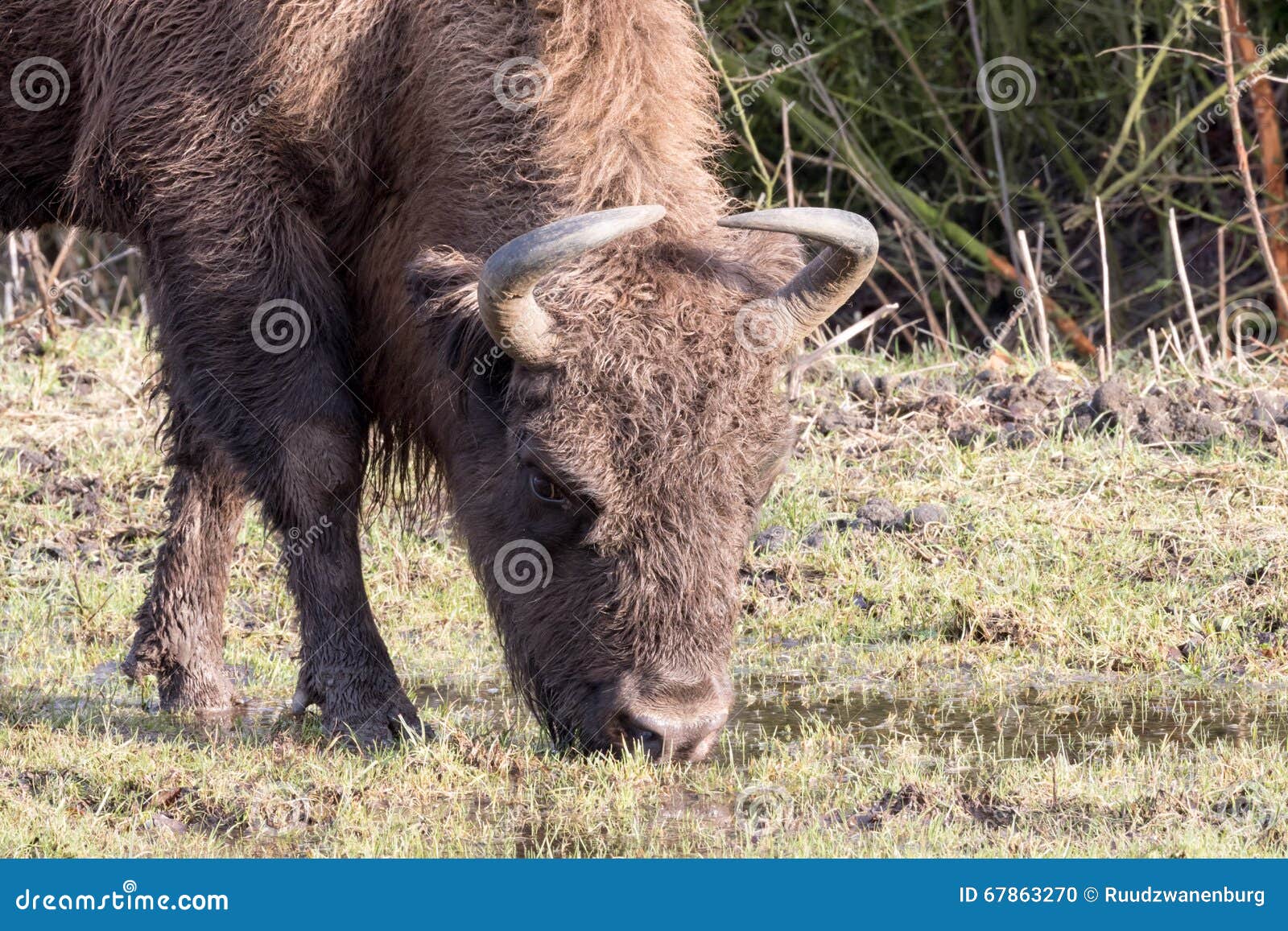 European bison. stock photo. Image of grass, drinking - 67863270