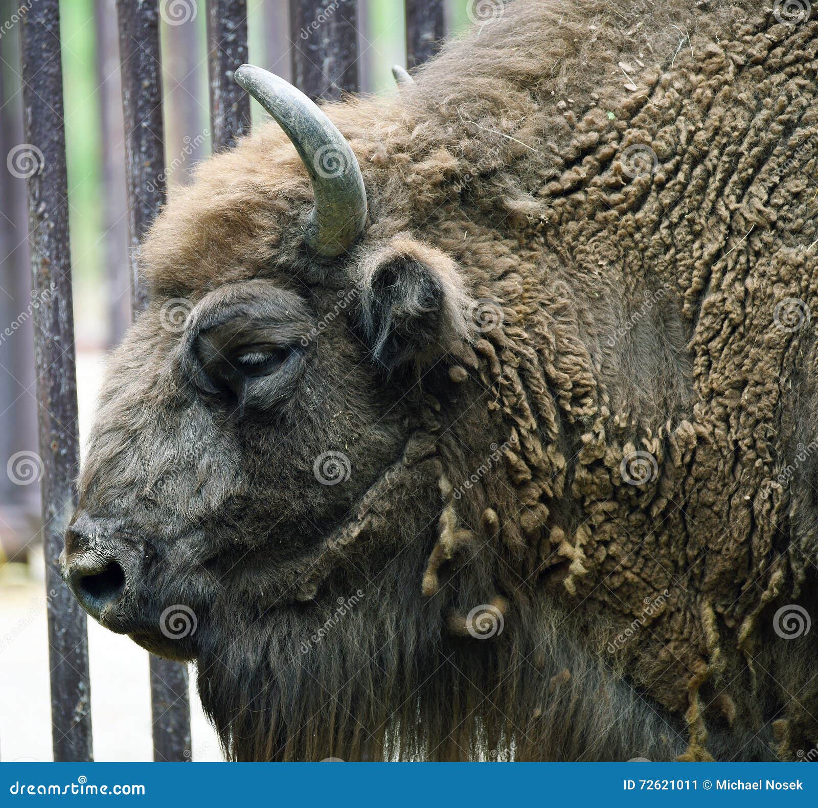 European Bison Head with Long Horn Stock Image - Image of grazing ...