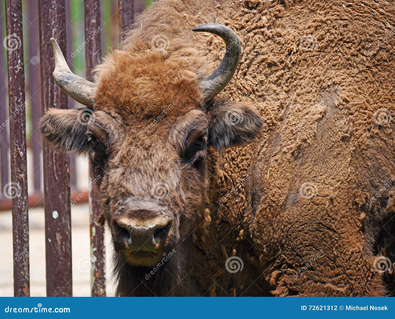European Bison Head with Long Horn Stock Photo - Image of buffalo ...