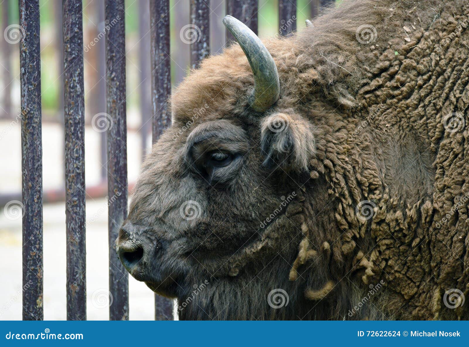 European Bison Head with Long Horn Stock Photo - Image of meadow ...