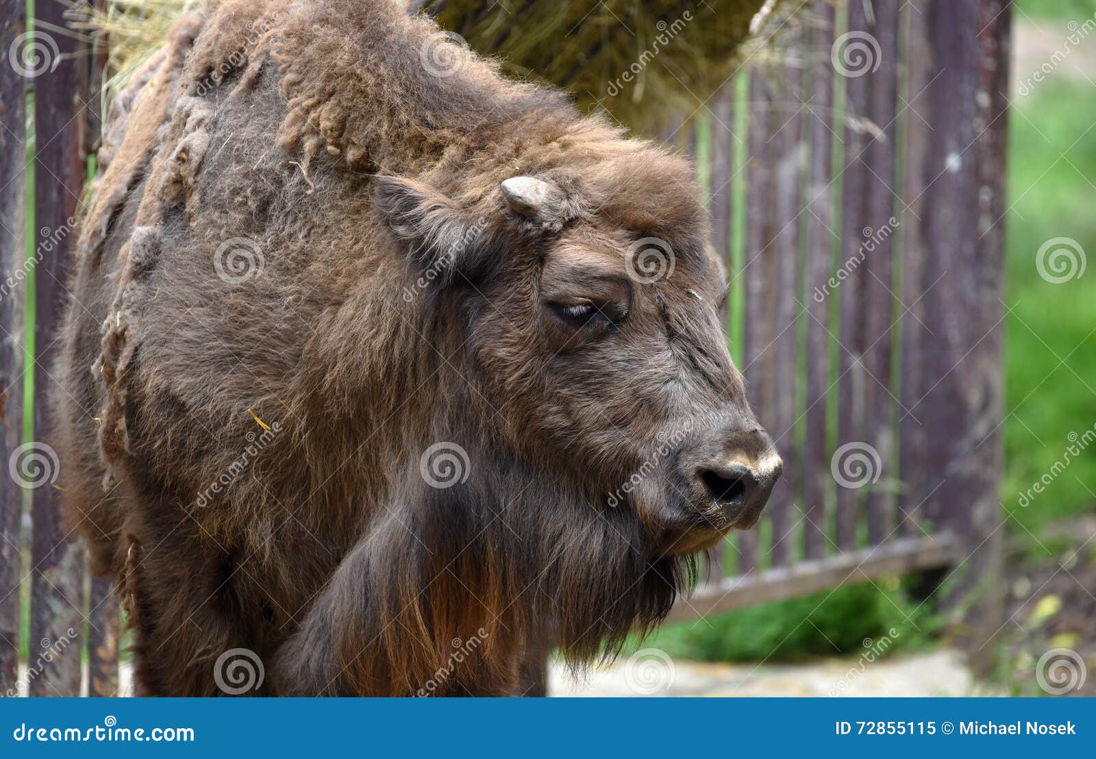 European Bison Head with Long Horn Stock Image - Image of bull, grass ...