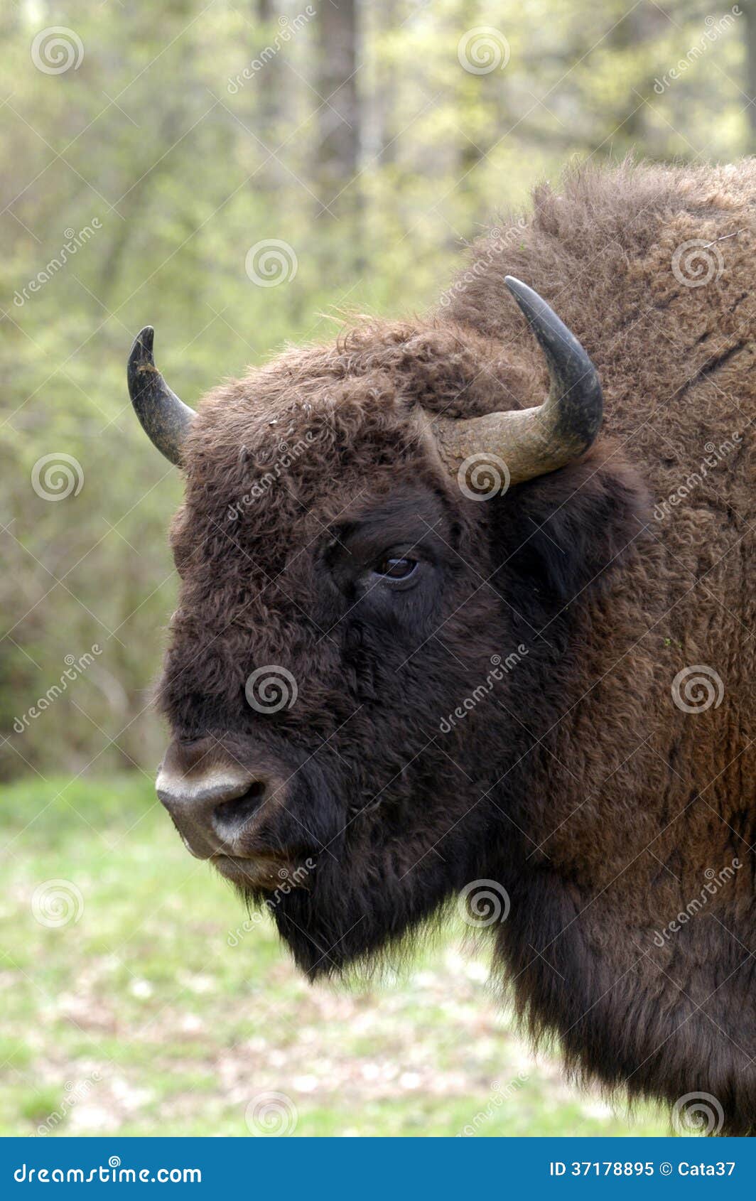 European bison stock image. Image of zimbru, park, european - 37178895