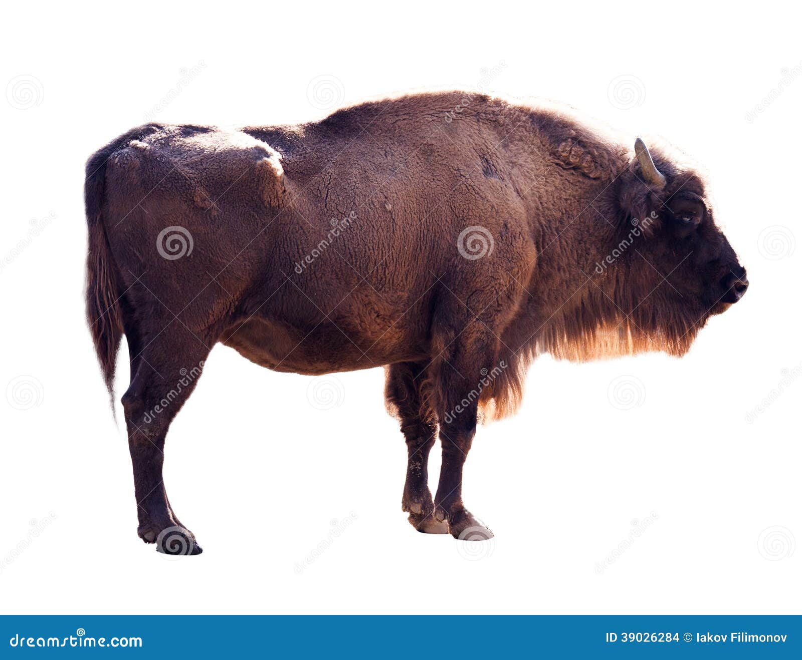Bison Background
