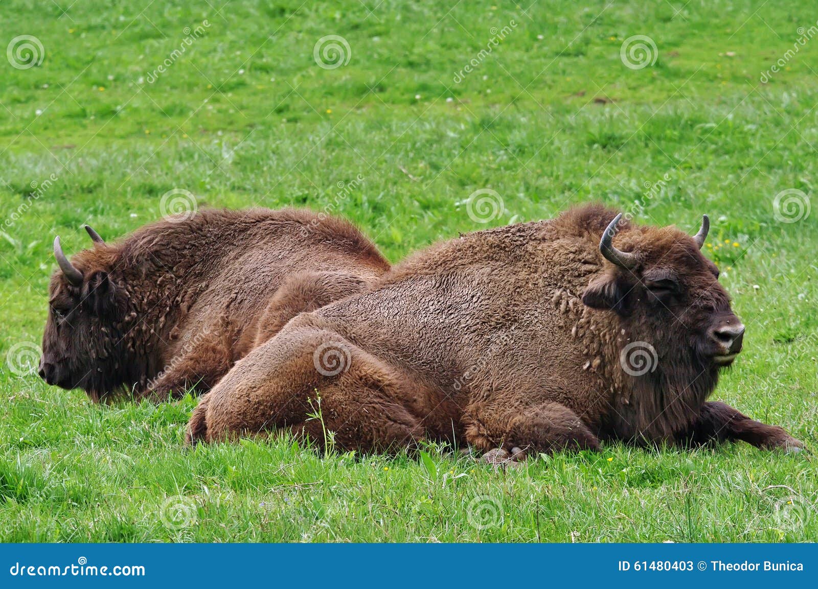 European Bison on Green Grass Background - Romania Stock Image - Image ...