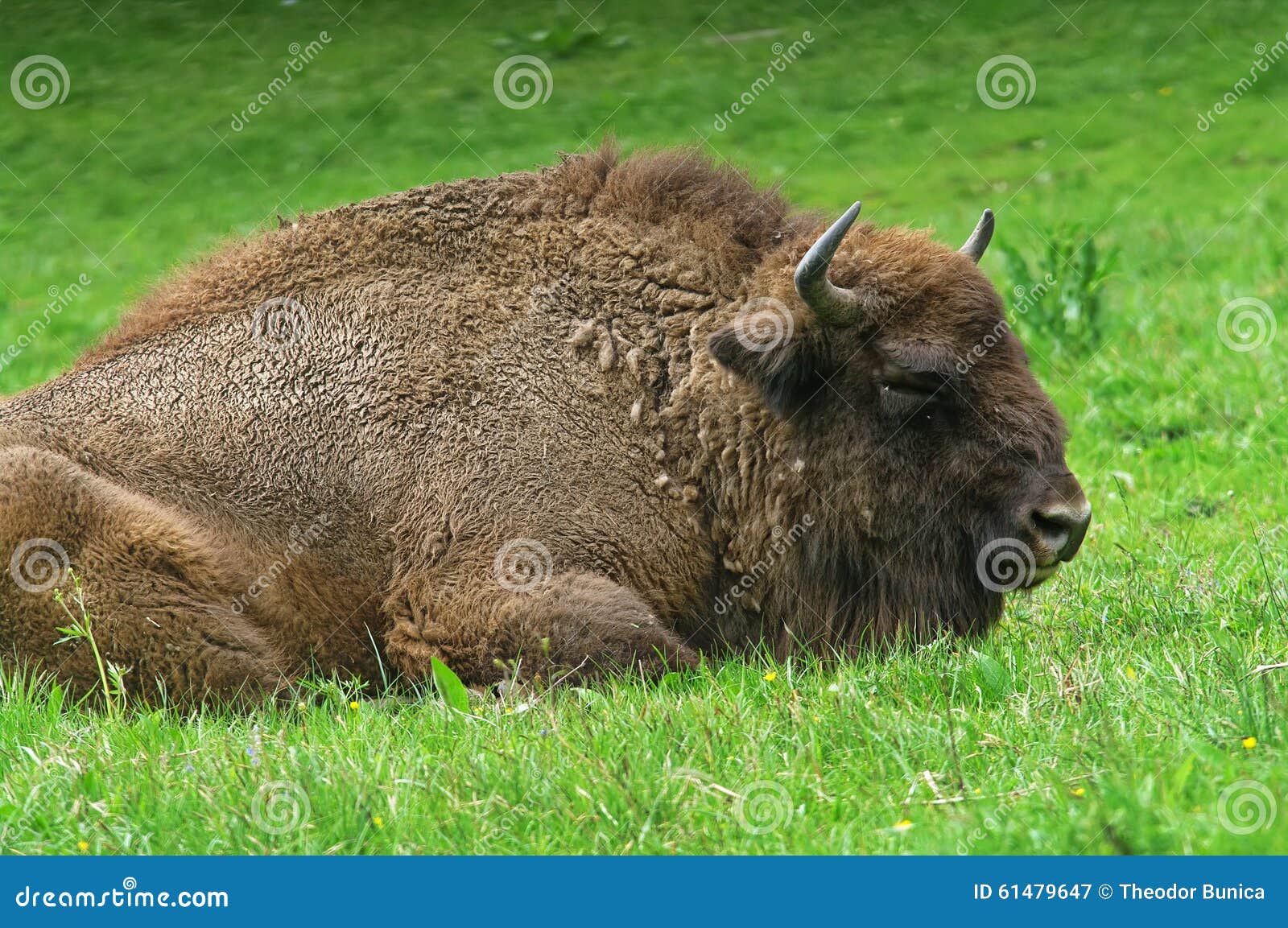 European Bison on Green Grass Background - Romania Stock Image - Image ...