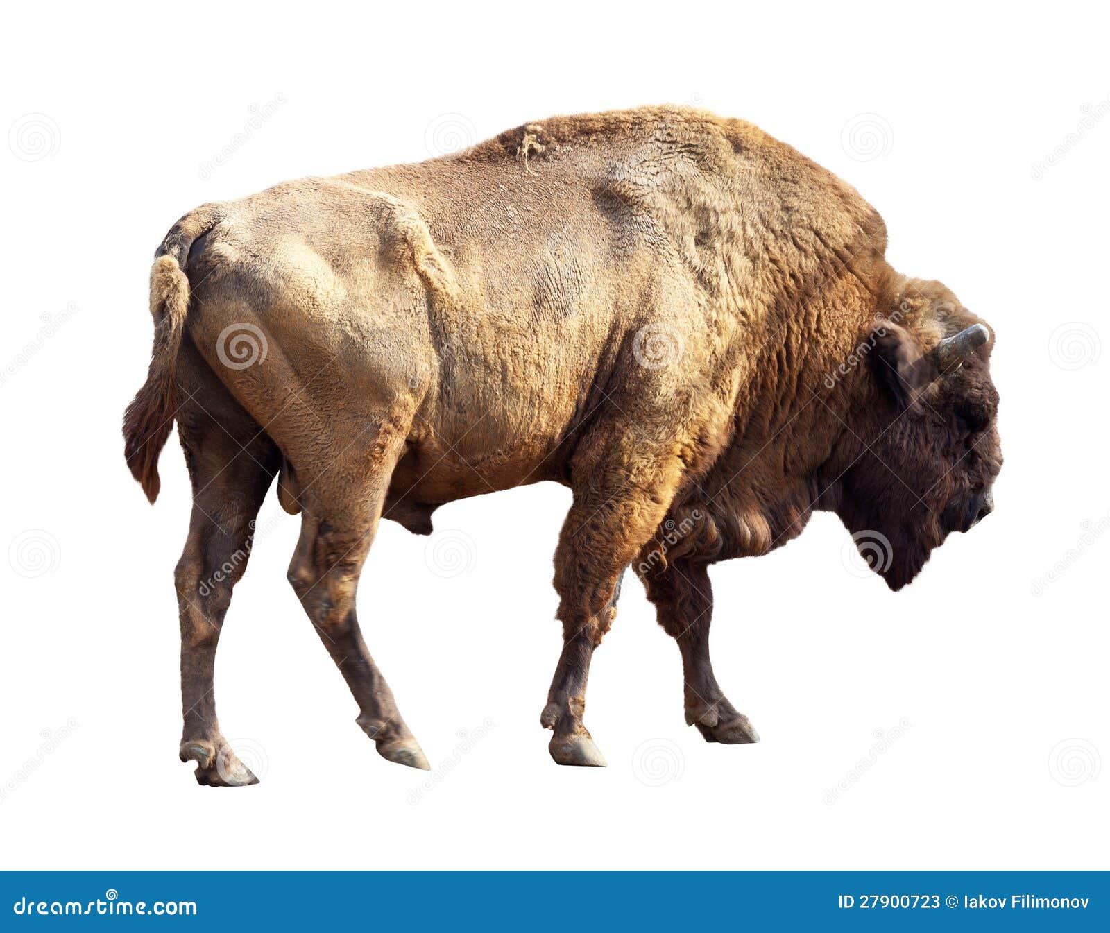 European bison over white stock image. Image of paridigitate - 27900723
