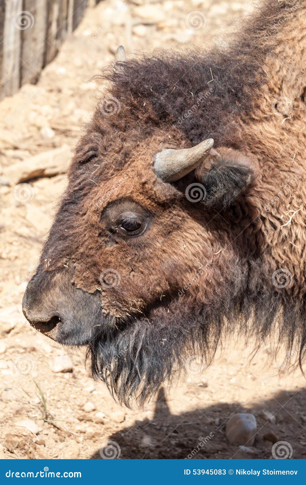 European bison stock image. Image of american, water - 53945083