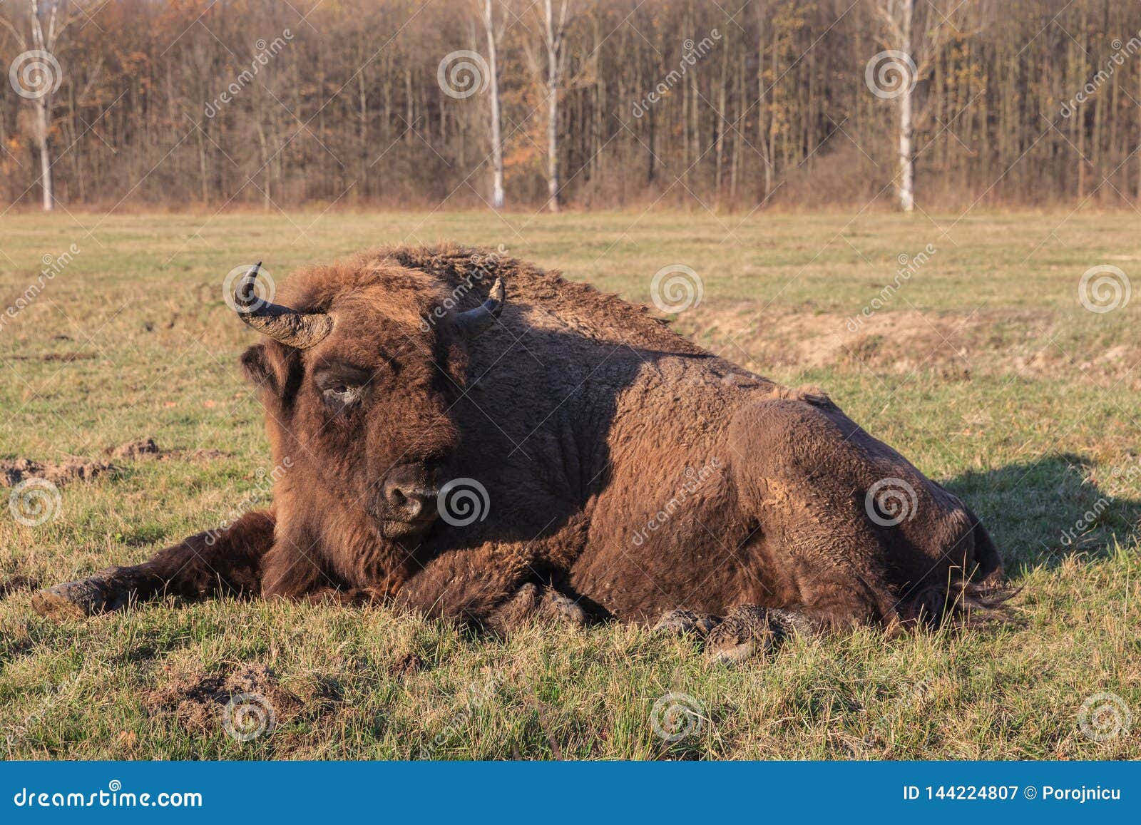 European bison, Romania stock image. Image of reservation - 144224807