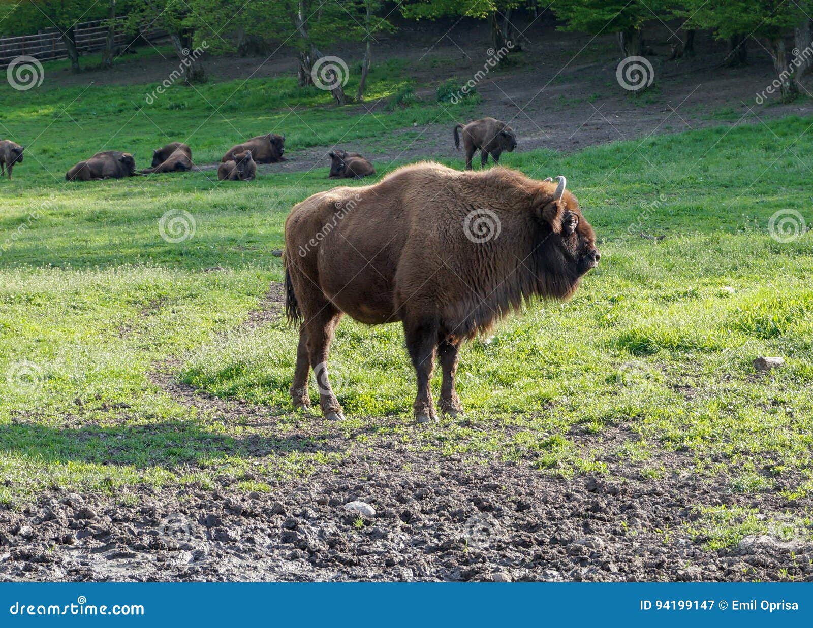 European bison in Romania stock image. Image of park - 94199147