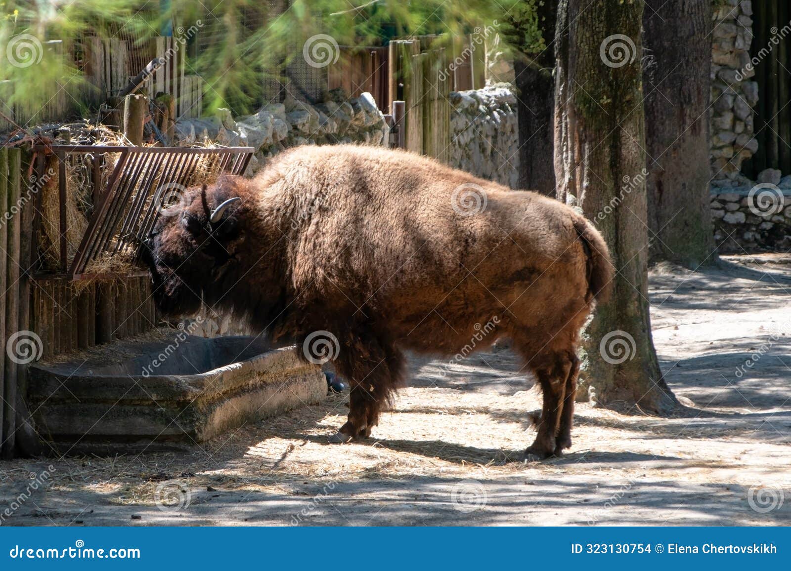 The European Bison or Simply Bison, Also Known As the European Buffalo ...