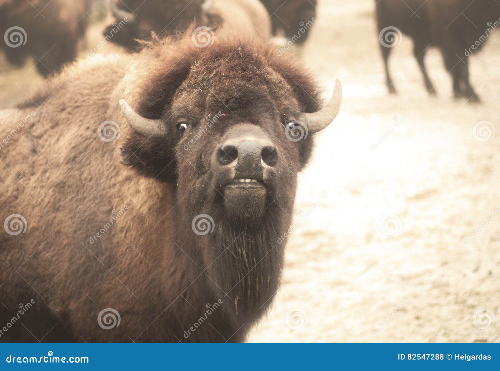 European bison smiling stock photo. Image of cold, snow - 82547288