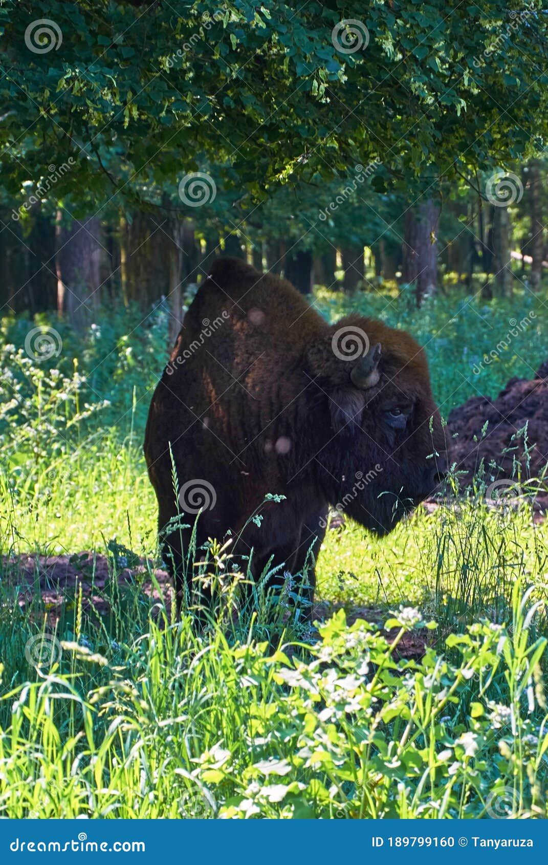 European Bison Stands Near a Tree in the Forest Stock Photo - Image of ...