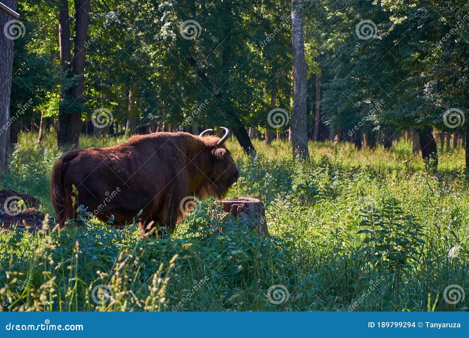 European Bison Stands Near a Tree in the Forest Stock Photo - Image of ...