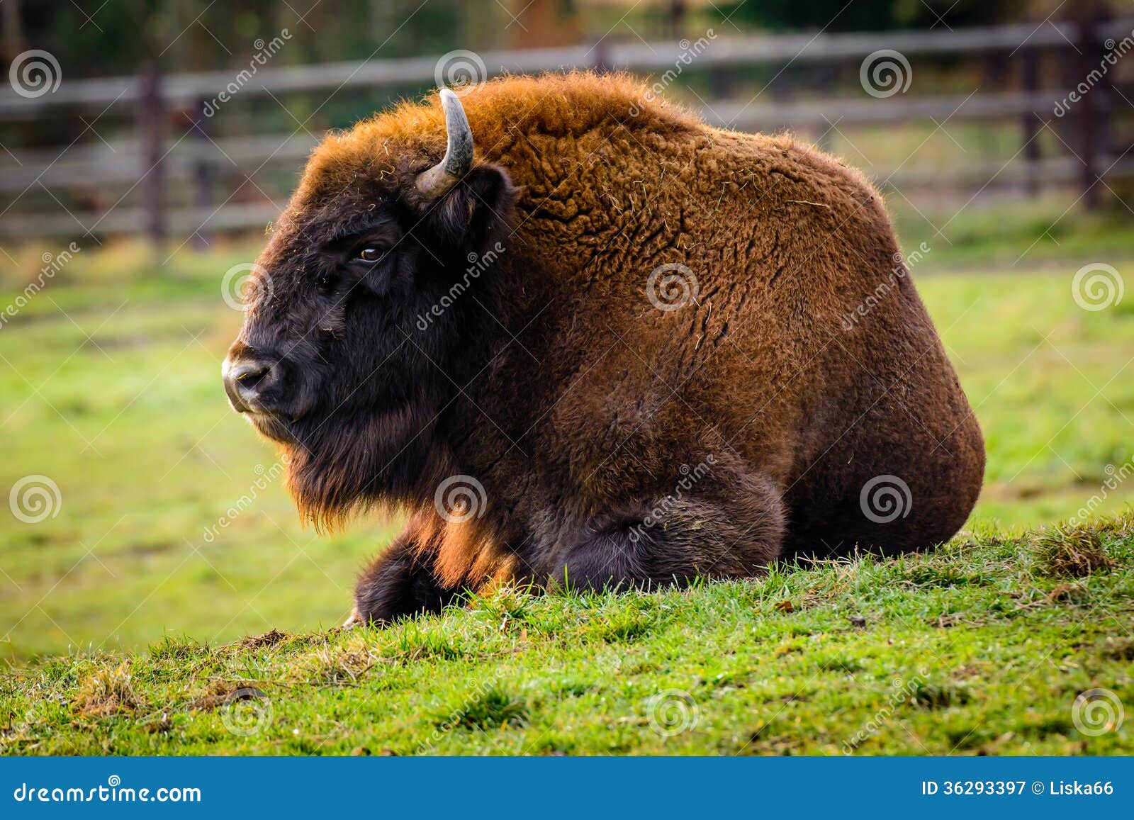 European bison stock image. Image of horned, buffalo - 36293397