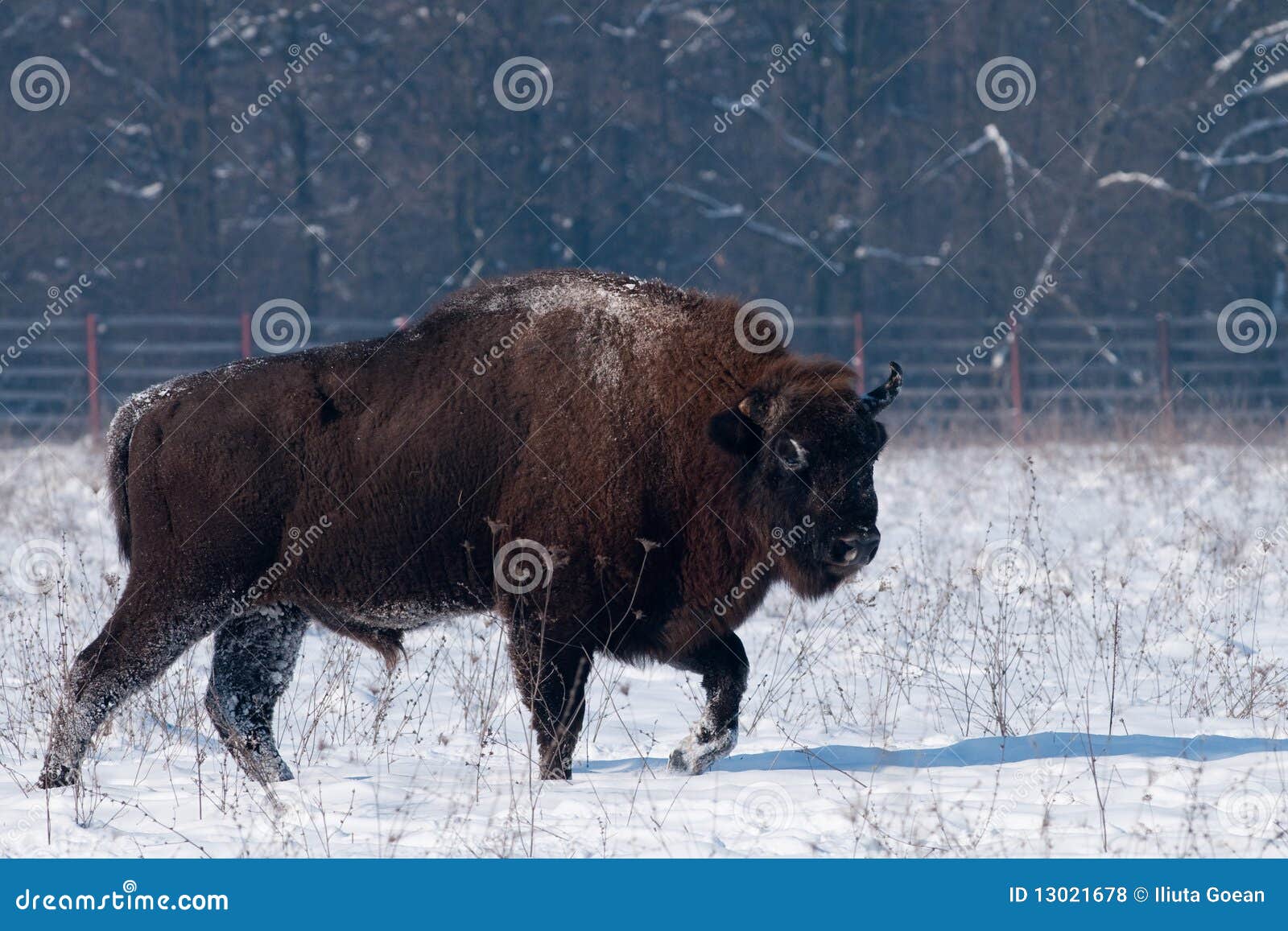 European Bison in Winter stock photo. Image of bull, power - 13021678
