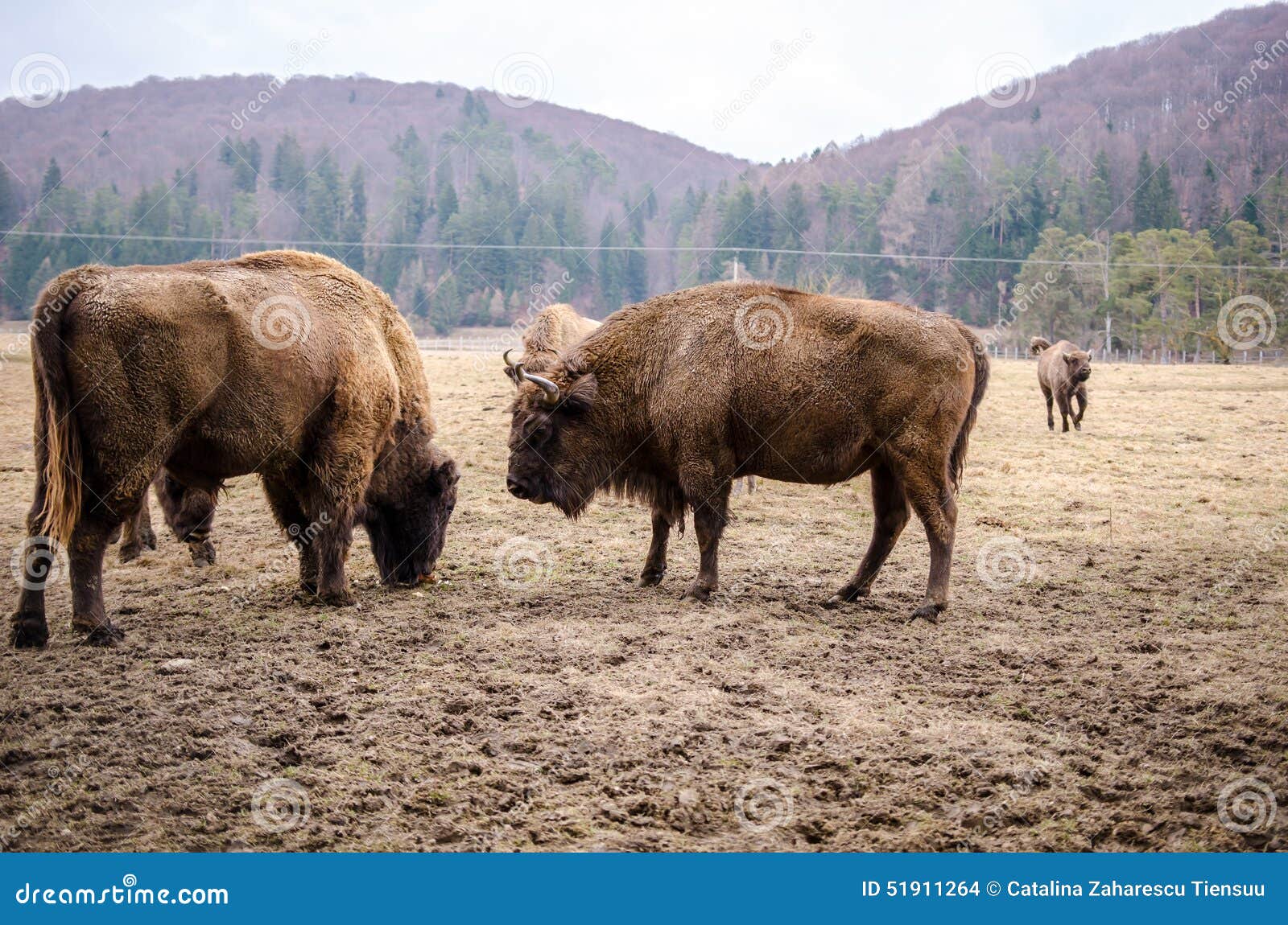 European bisons stock photo. Image of spring, autumn - 51911264