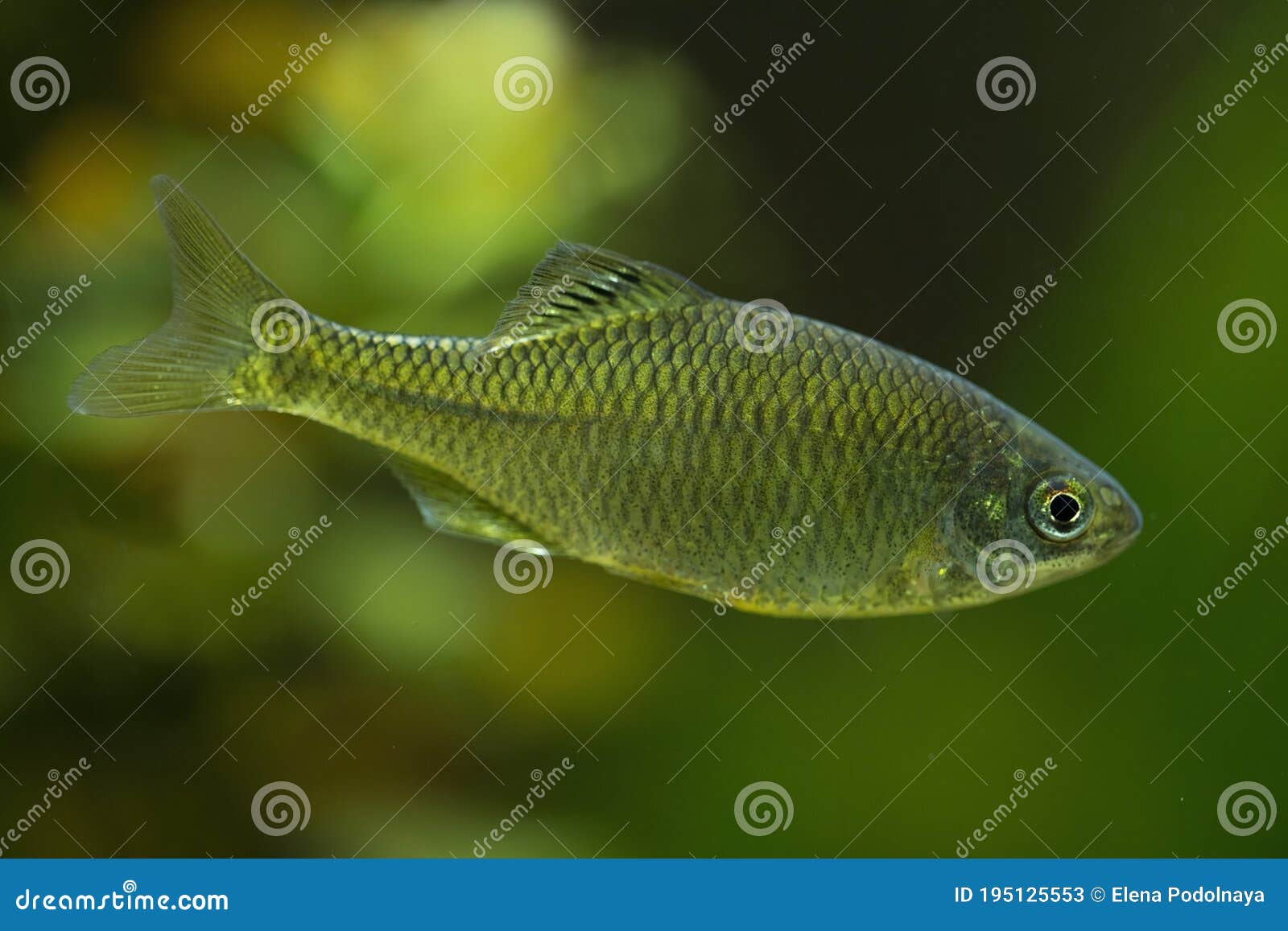 European Bitterling Pair, Rhodeus Amarus, Little Omnivore Ornamental ...
