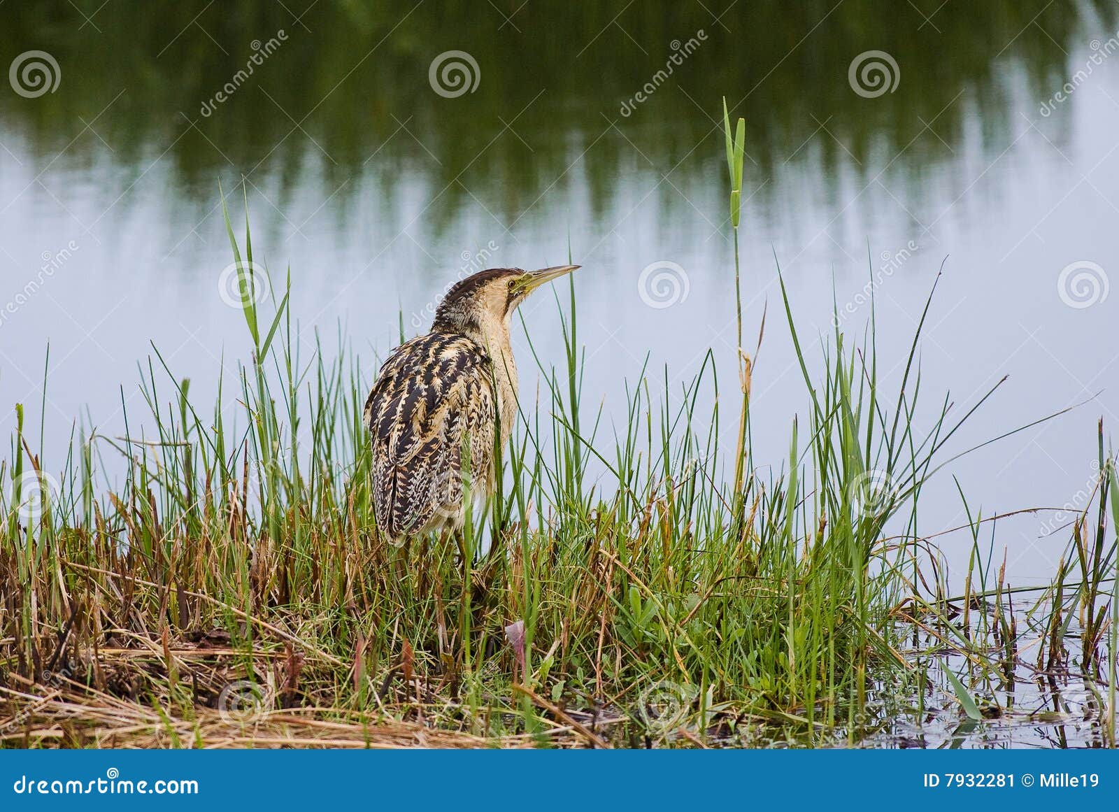 European Bittern stock image. Image of bittern, bird, heron - 7932281