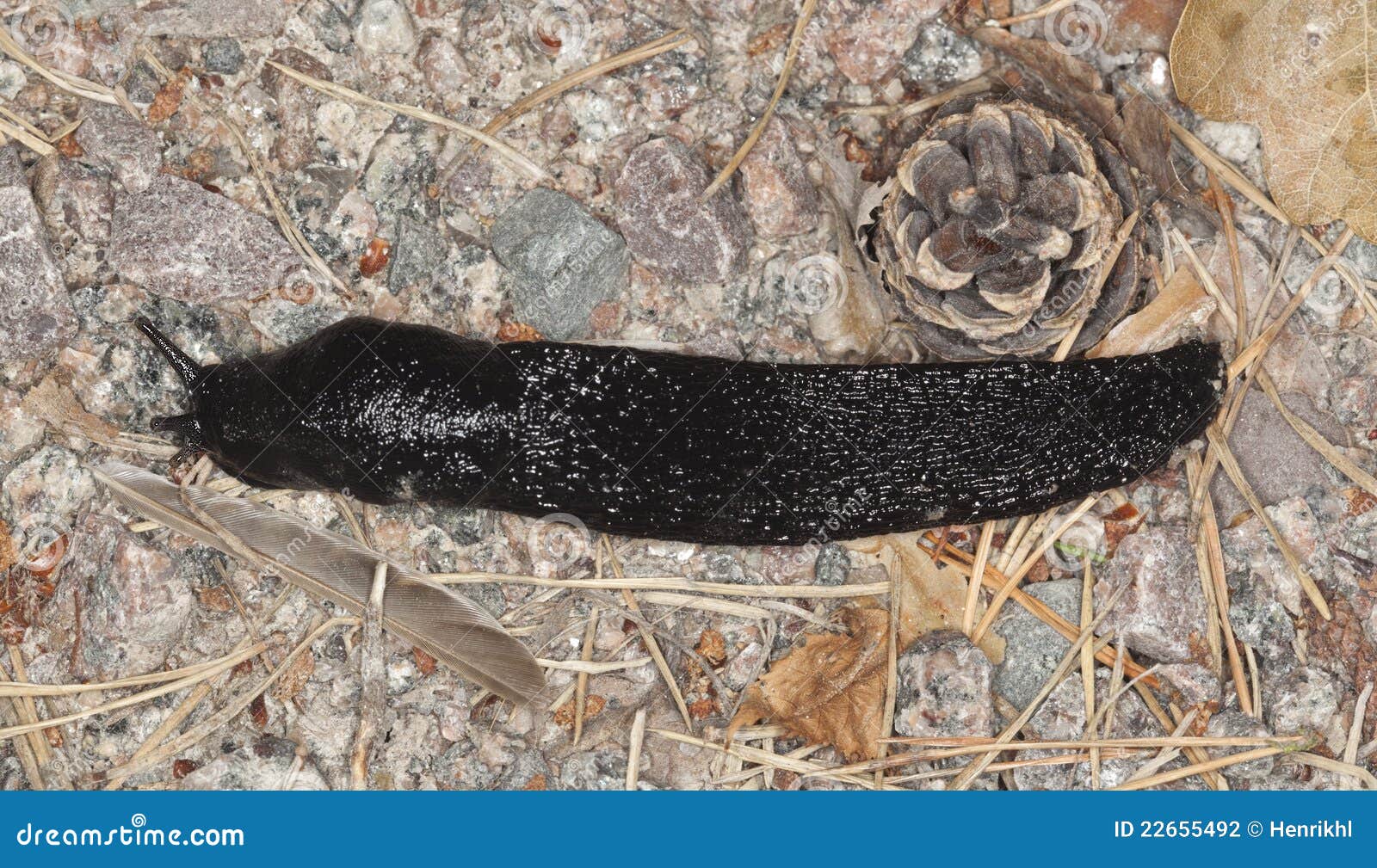 European Black Slug, Arion Arter Stock Photo - Image of black, crawly ...