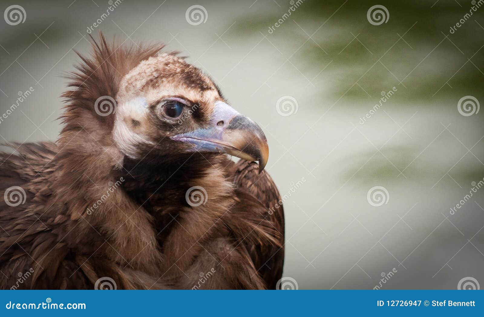 European black vulture stock image. Image of wildlife - 12726947