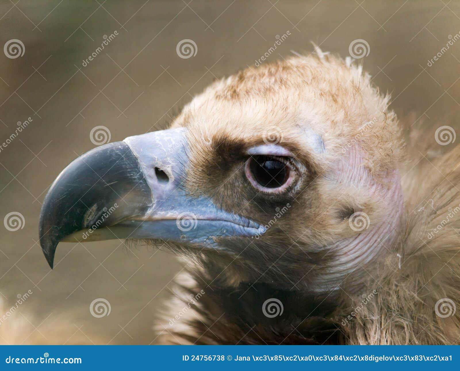European black vulture stock photo. Image of european - 24756738