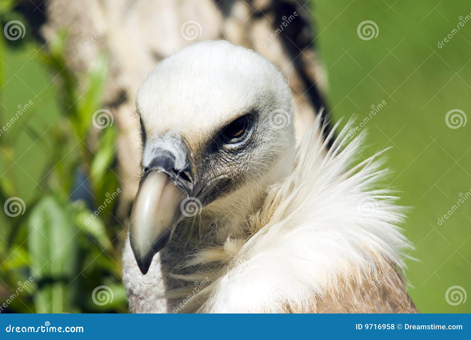 European Black Vulture stock photo. Image of raptor, majestic - 9716958