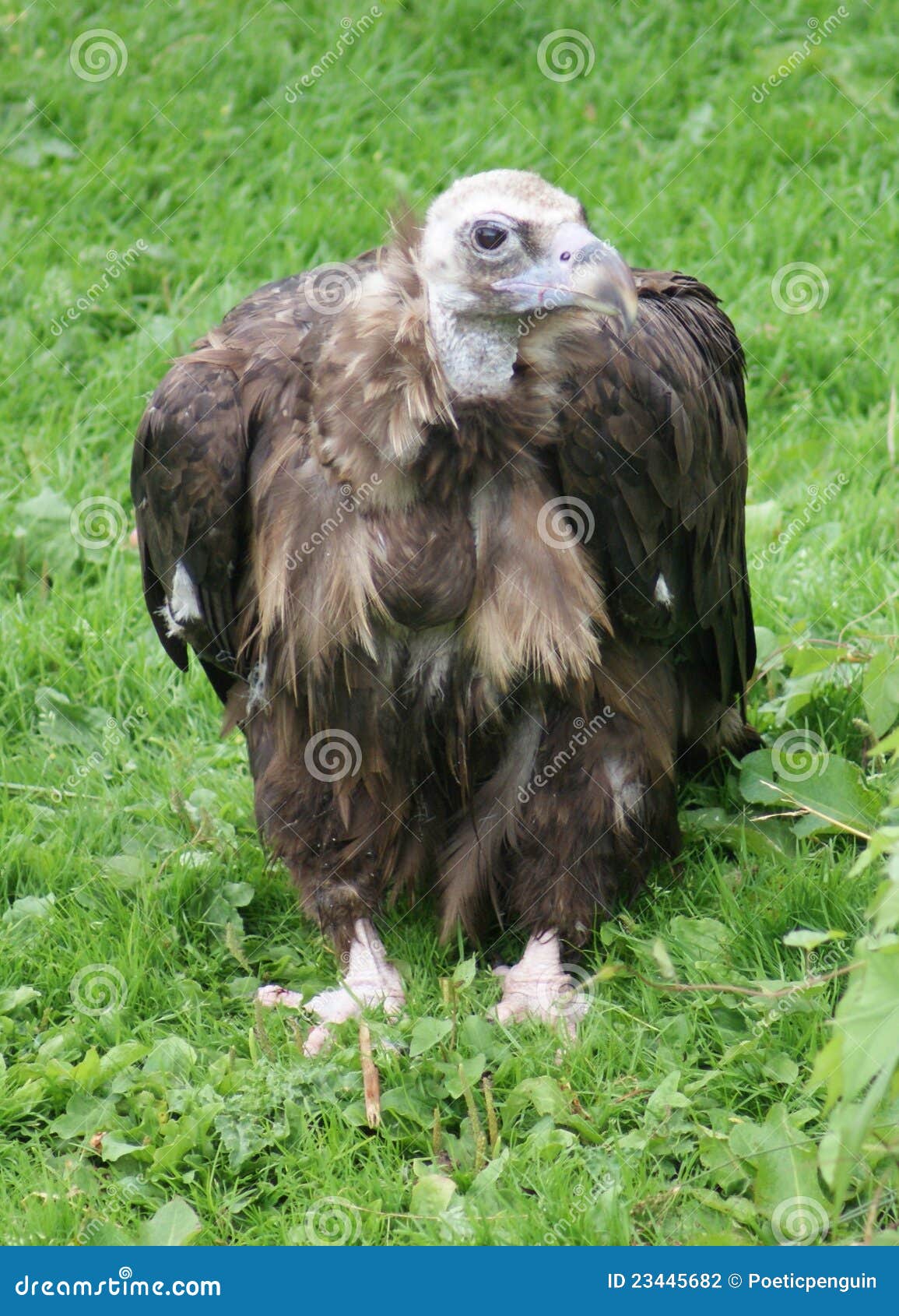 European Black Vulture - Aegypius Monachus Stock Photo - Image of wild ...