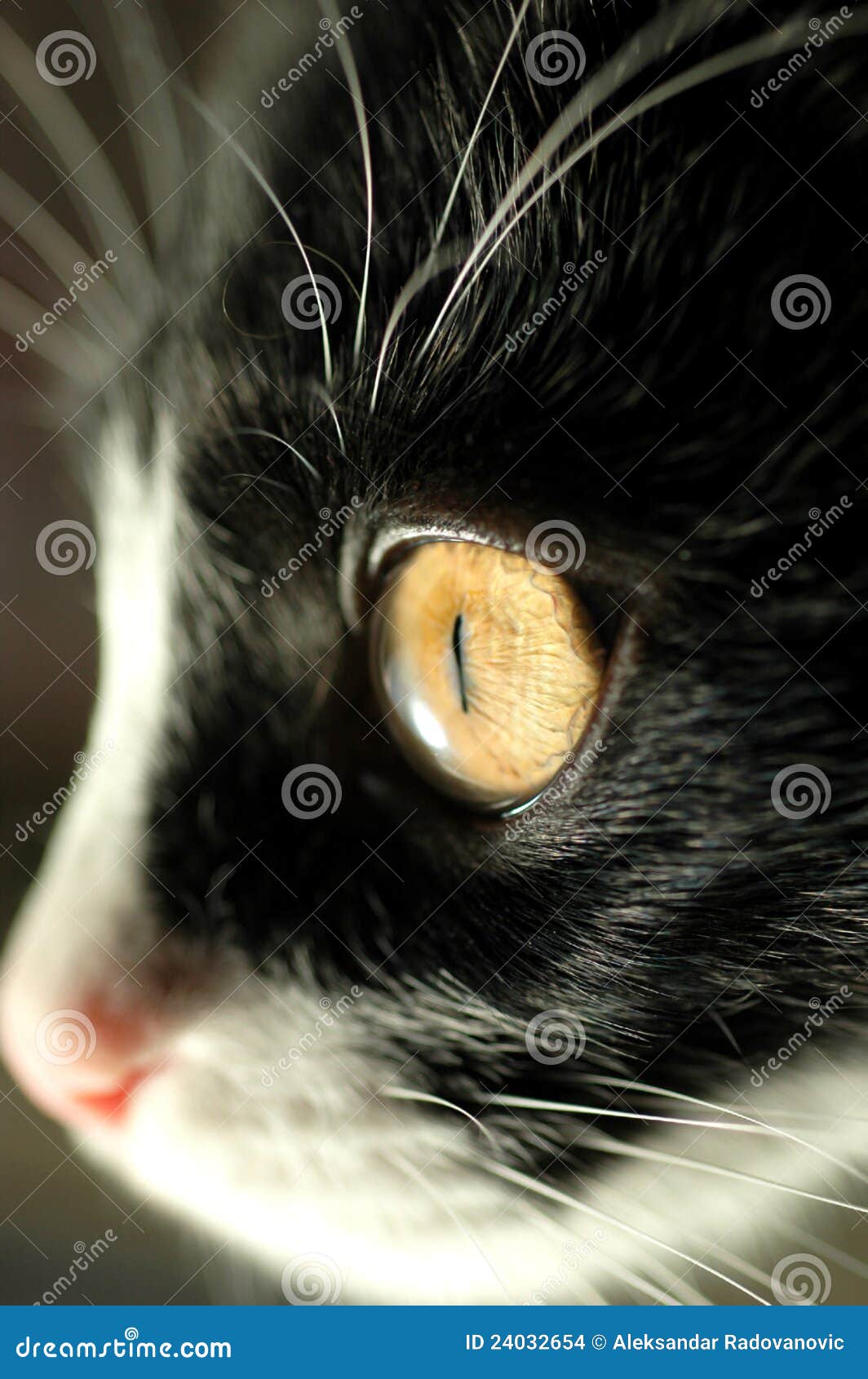 European Black Widow (Latrodectus Tredecimguttatus), A Spider Sits In ...