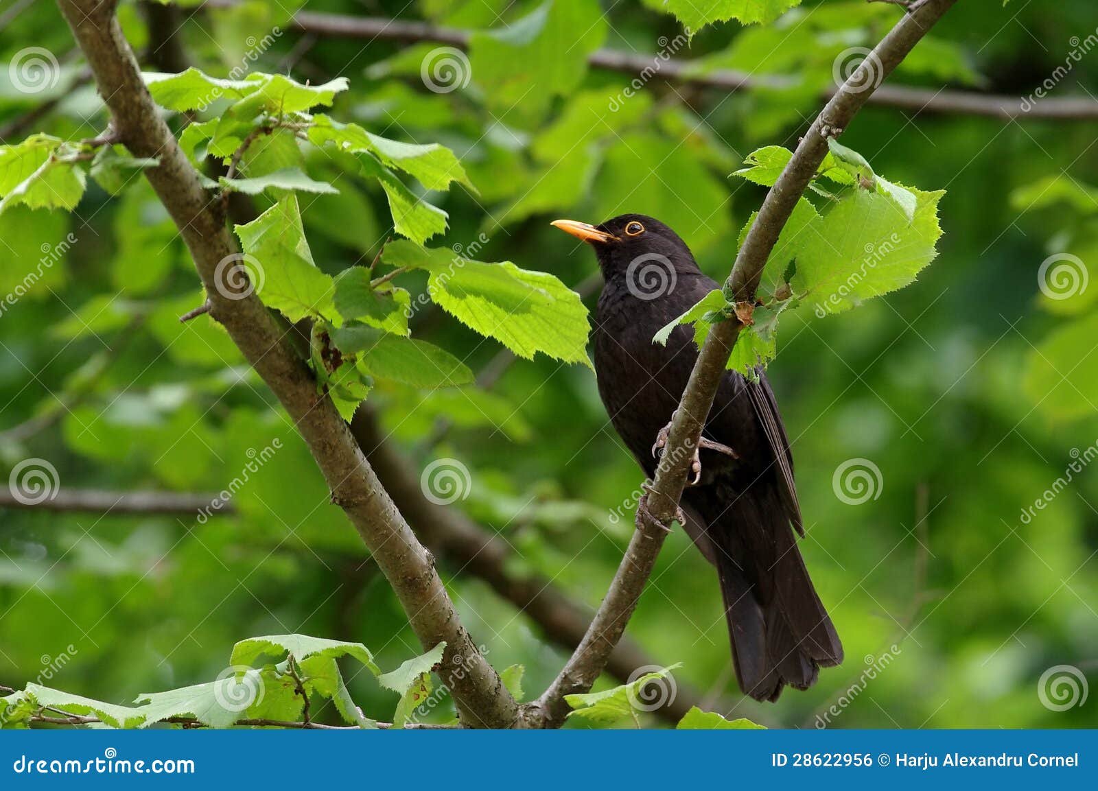 European Blackbird stock photo. Image of singing, merula - 28622956