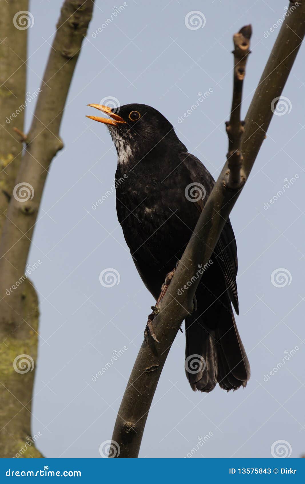 European Blackbird (Turdus Merula) Stock Image - Image of european ...
