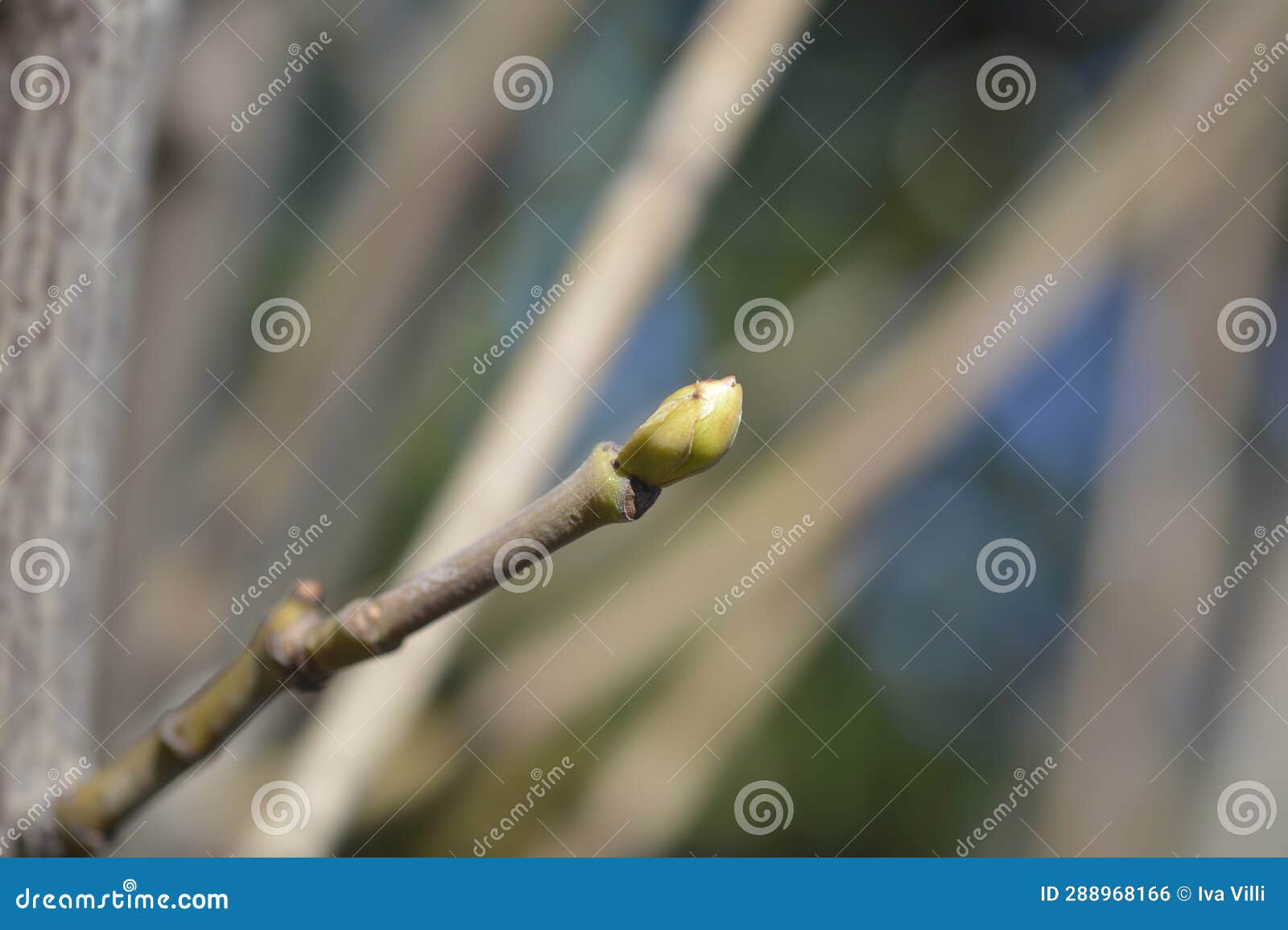 European bladdernut stock photo. Image of pinnata, name - 288968166