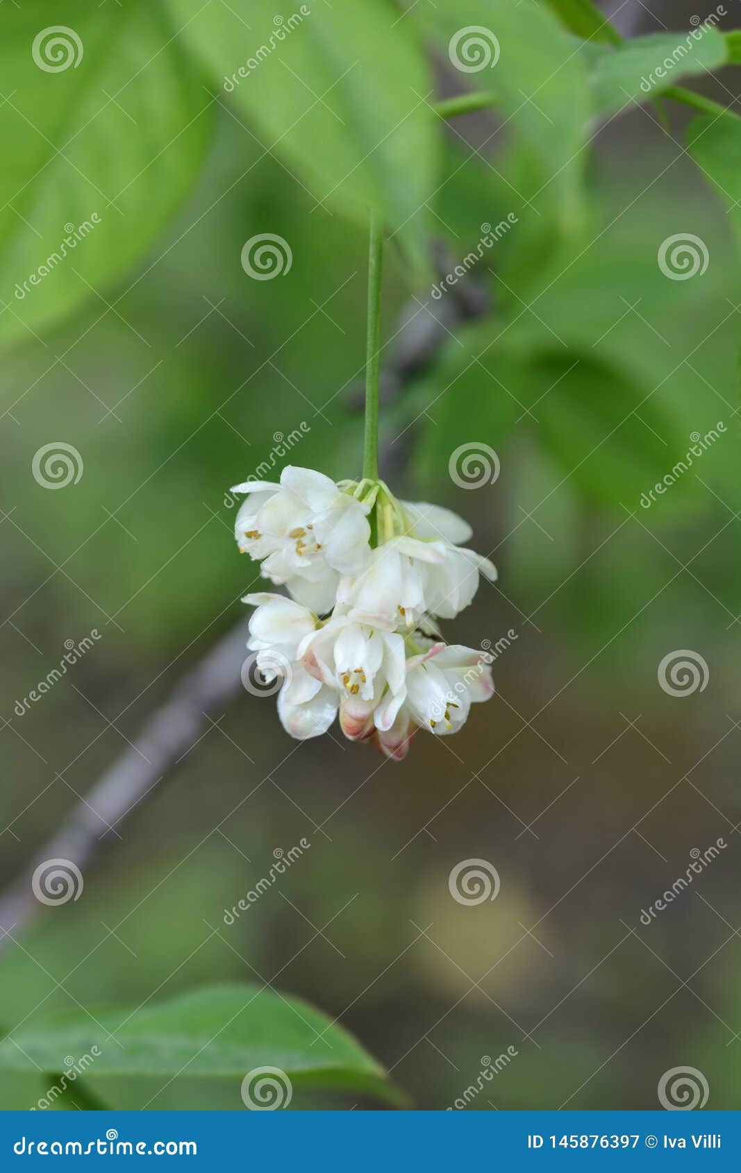 European bladdernut stock image. Image of leaf, plant - 145876397