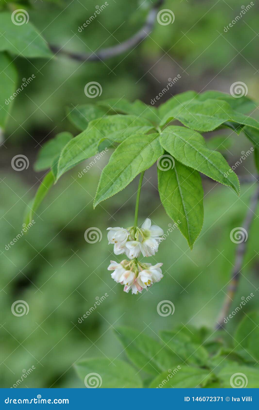 European bladdernut stock image. Image of garden, tree - 146072371
