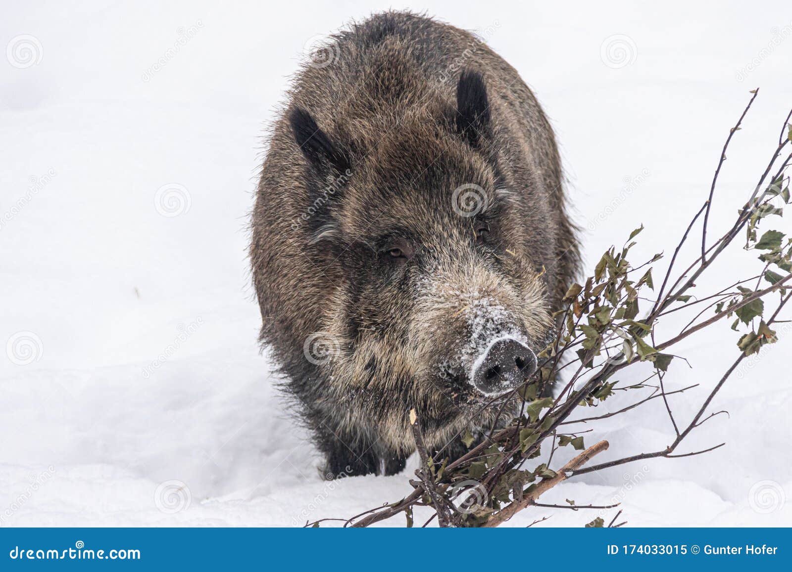 European Boar in Artic Finland Stock Image - Image of feeding, wild ...