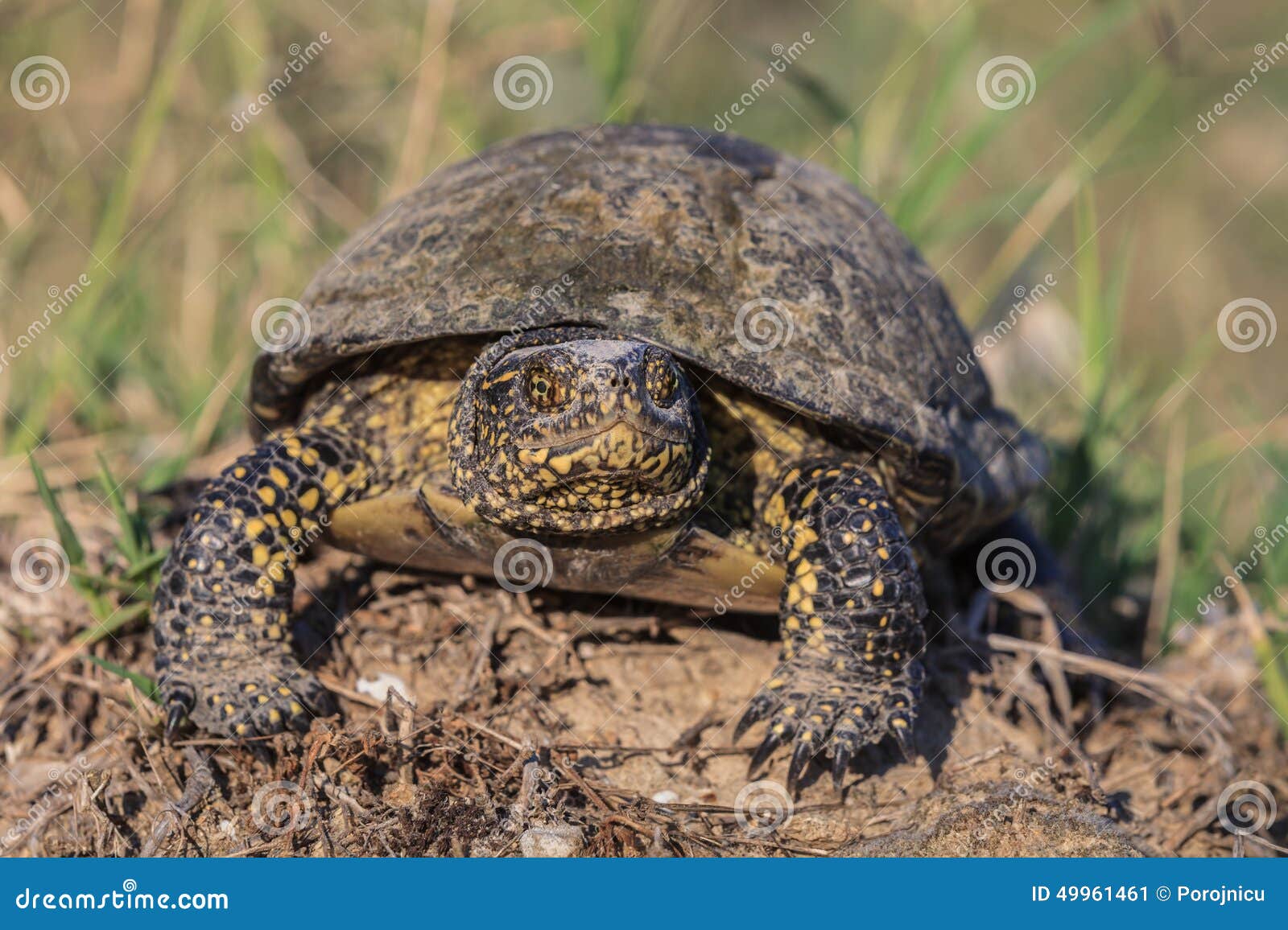 European Bog Turtle (emys Orbicularis) Stock Image - Image of nature ...