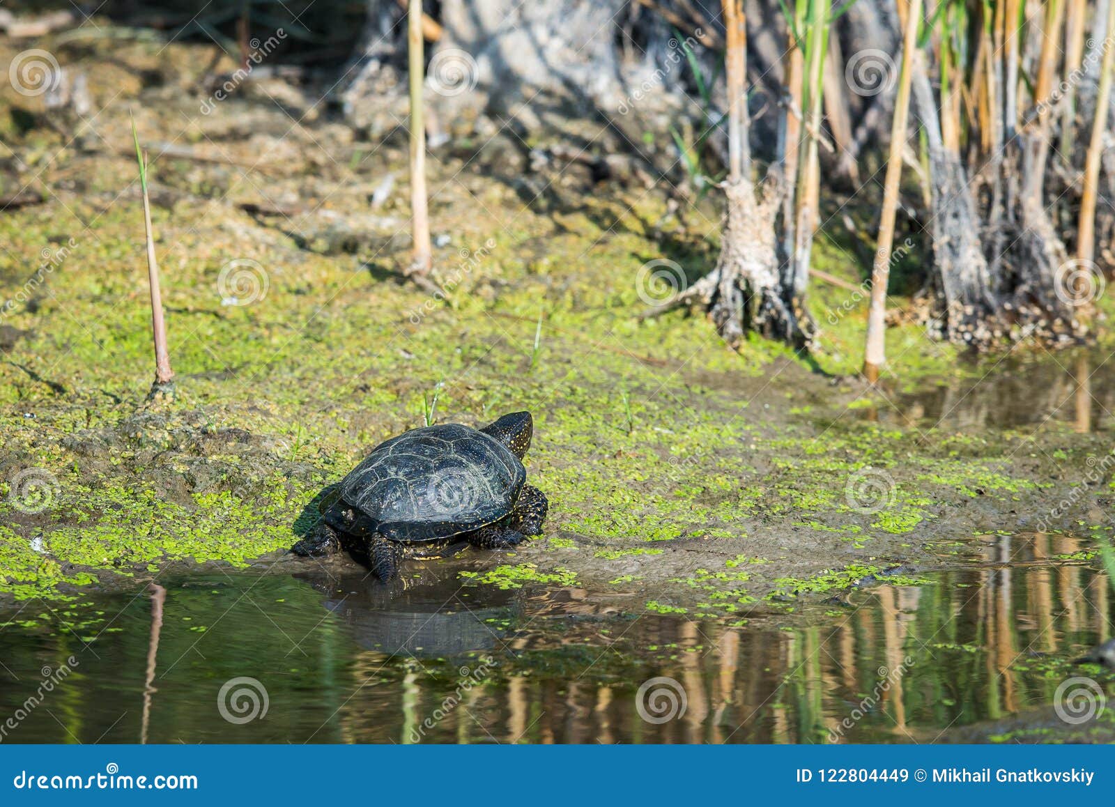European Bog Turtle or Emys Orbicularis Stock Image - Image of biology ...