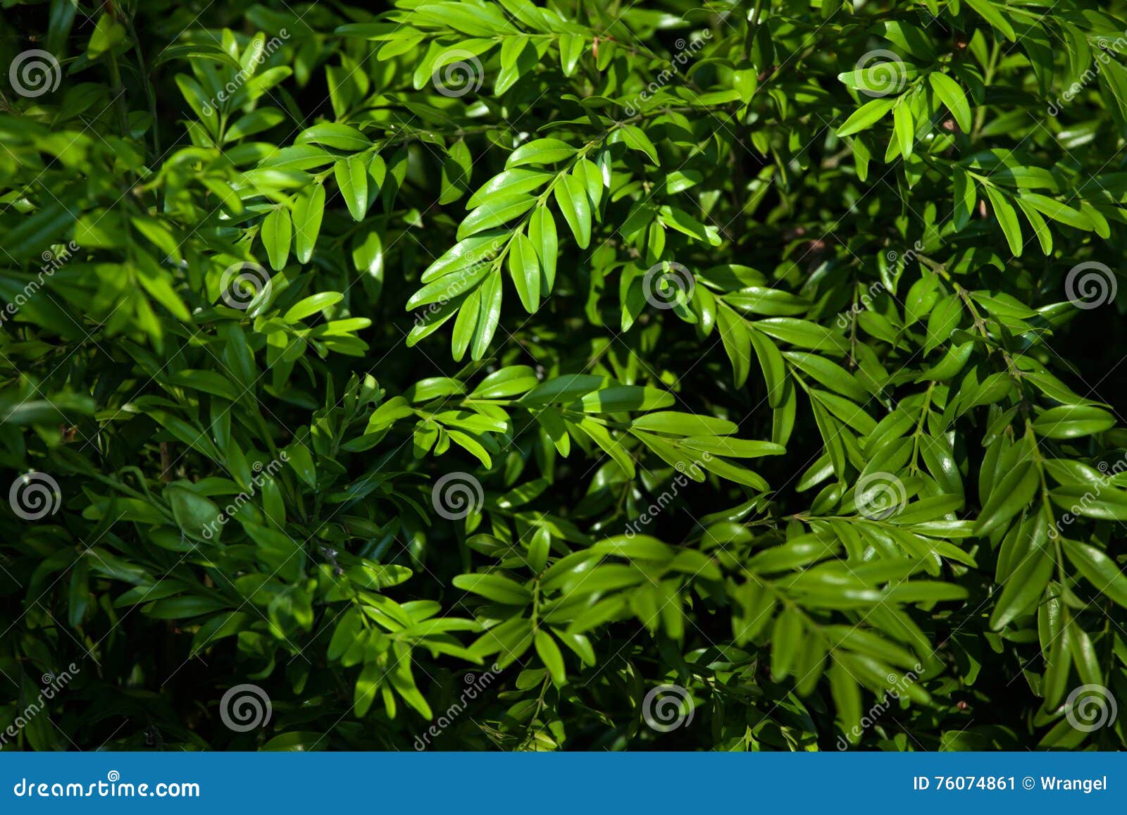 European Boxwood (Buxus Sempervirens) Stock Image - Image of forest ...