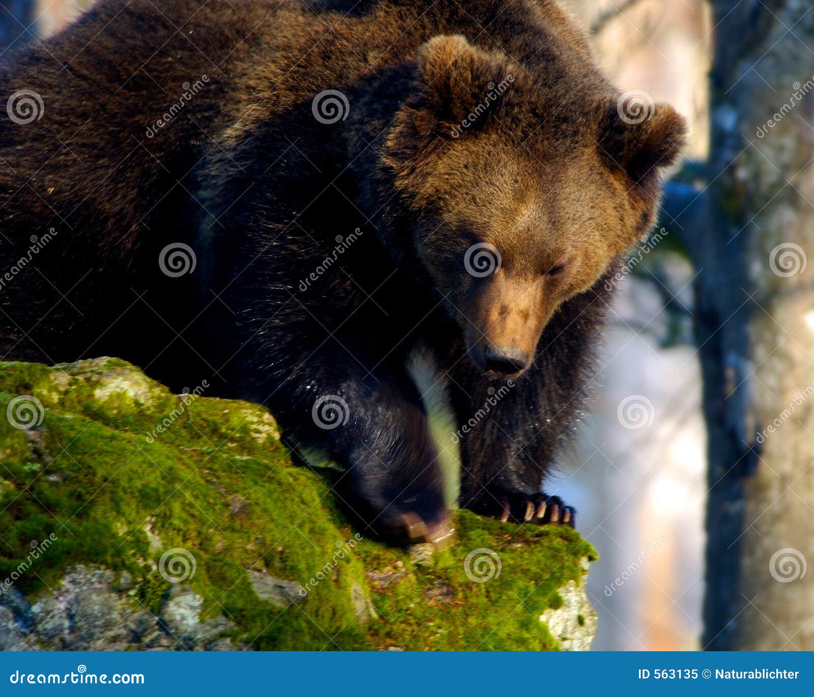 European Brown Baer stock image. Image of melancholy, district - 563135
