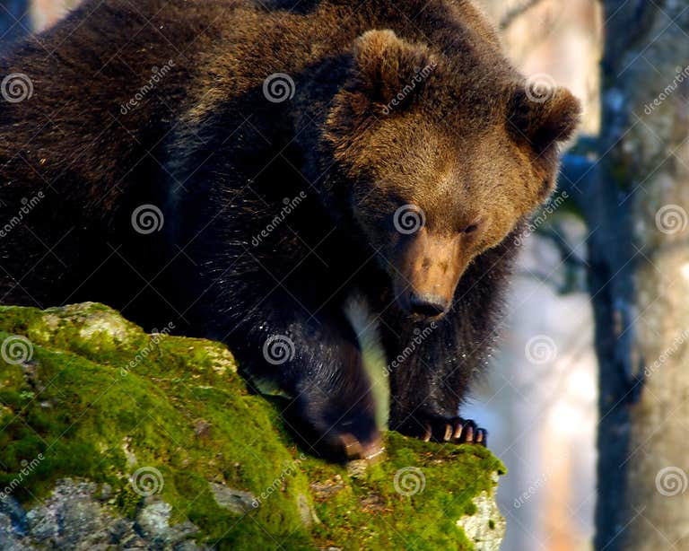 European Brown Baer stock image. Image of melancholy, district - 563135