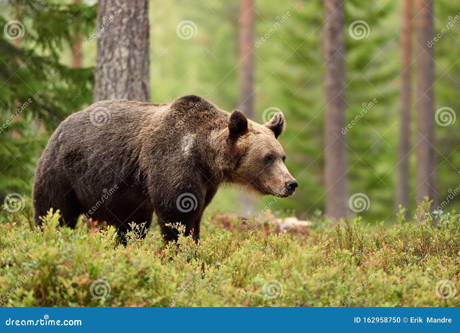 European Brown Bear in Forest Stock Photo - Image of arctos, ursus ...
