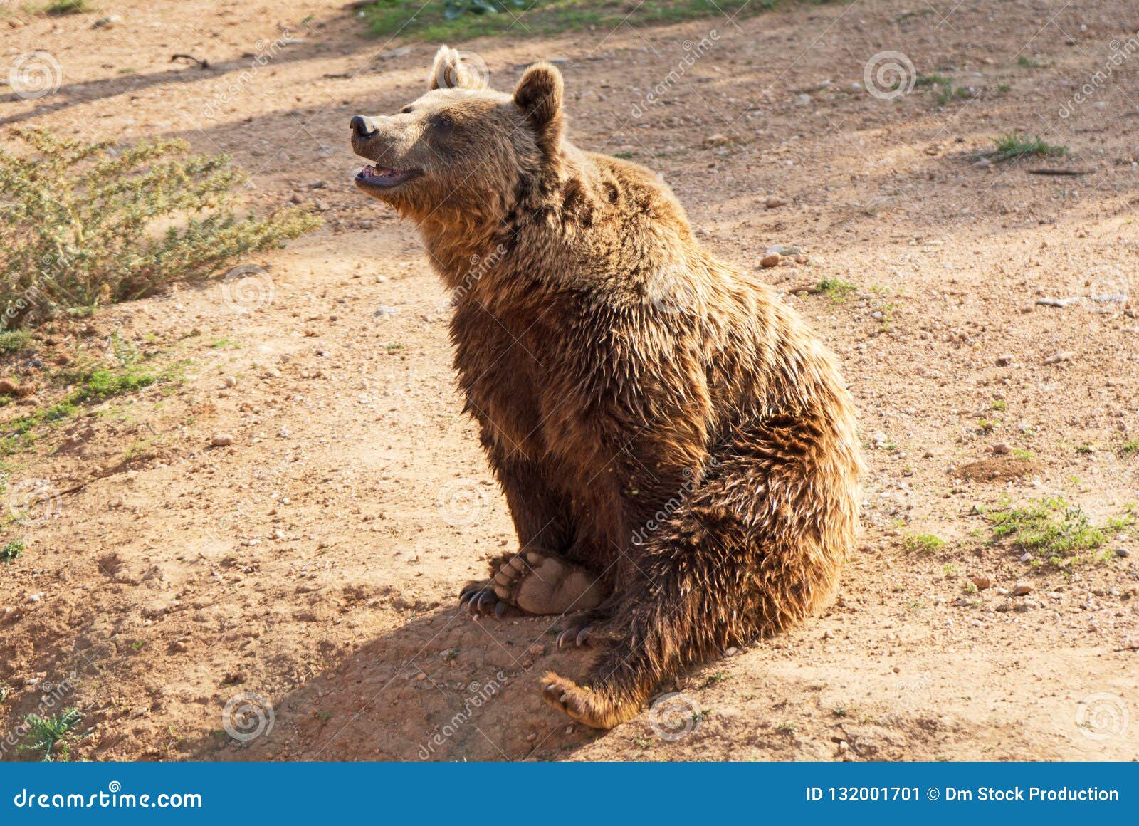 European brown bear. stock image. Image of bear, european - 132001701